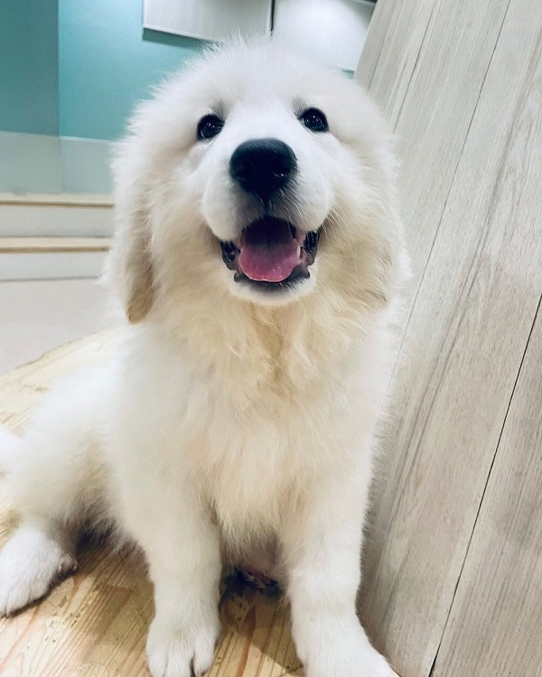 モフれる大型犬たちのカフェ moffle 福岡天神店｜番組で紹介したお店｜生放送 てんじんNOW | TNCテレビ西日本